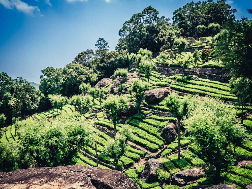 Nilgiri Southern Beauty | 100 g | 100351