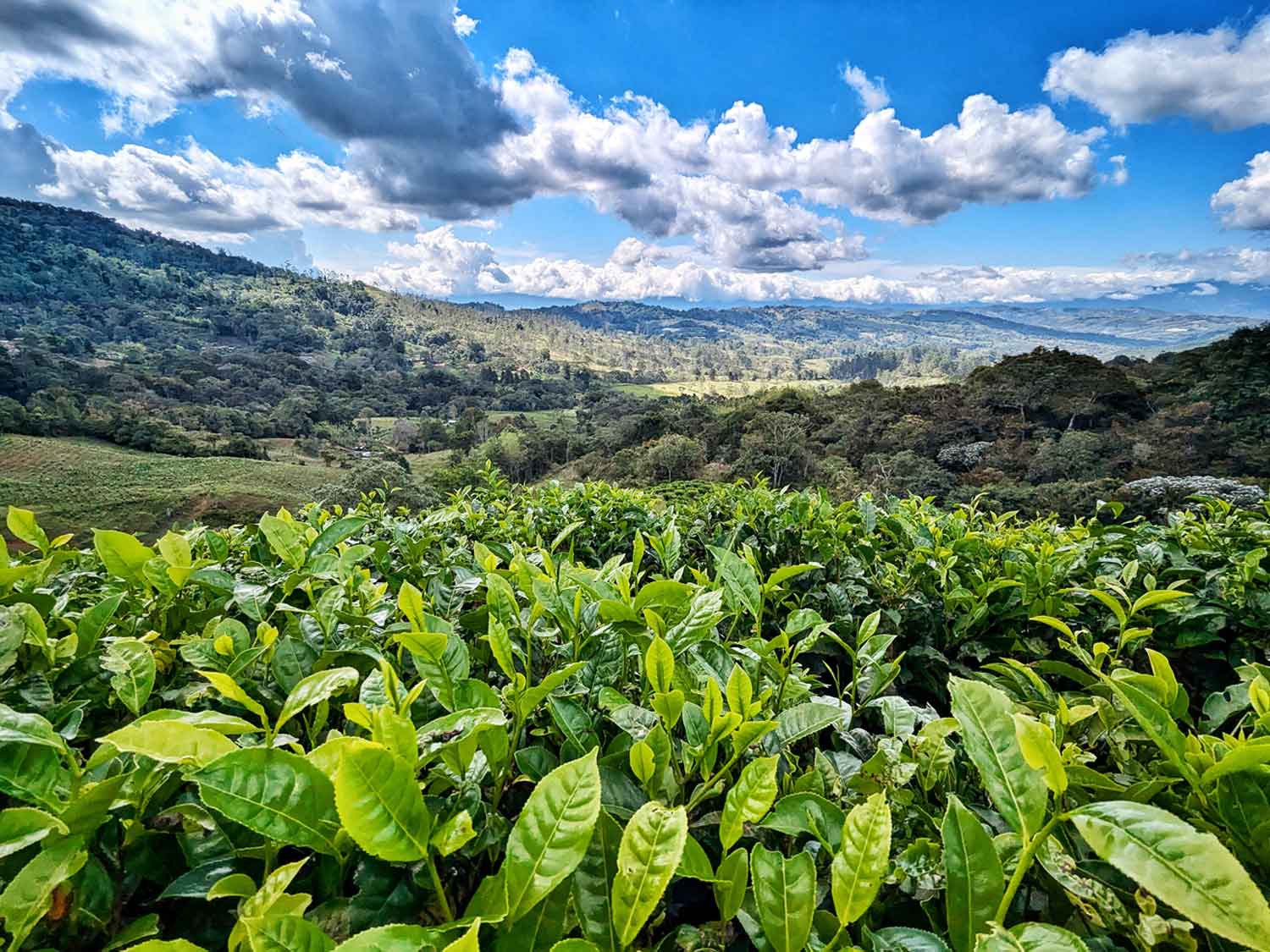 Erlebnisbericht einer Teereise nach Kolumbien