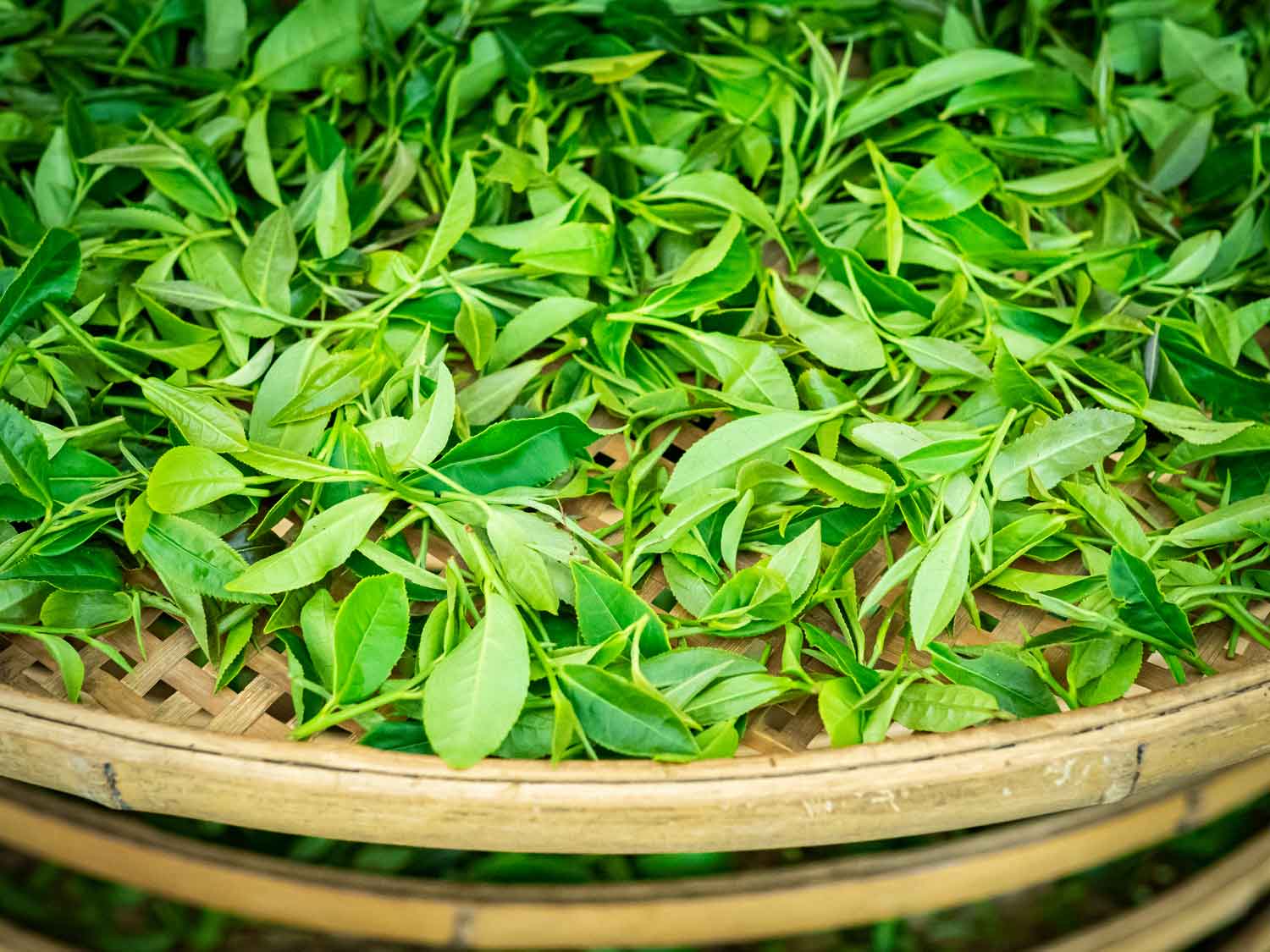 Tee aus Georgien: Renegade Tea Estate