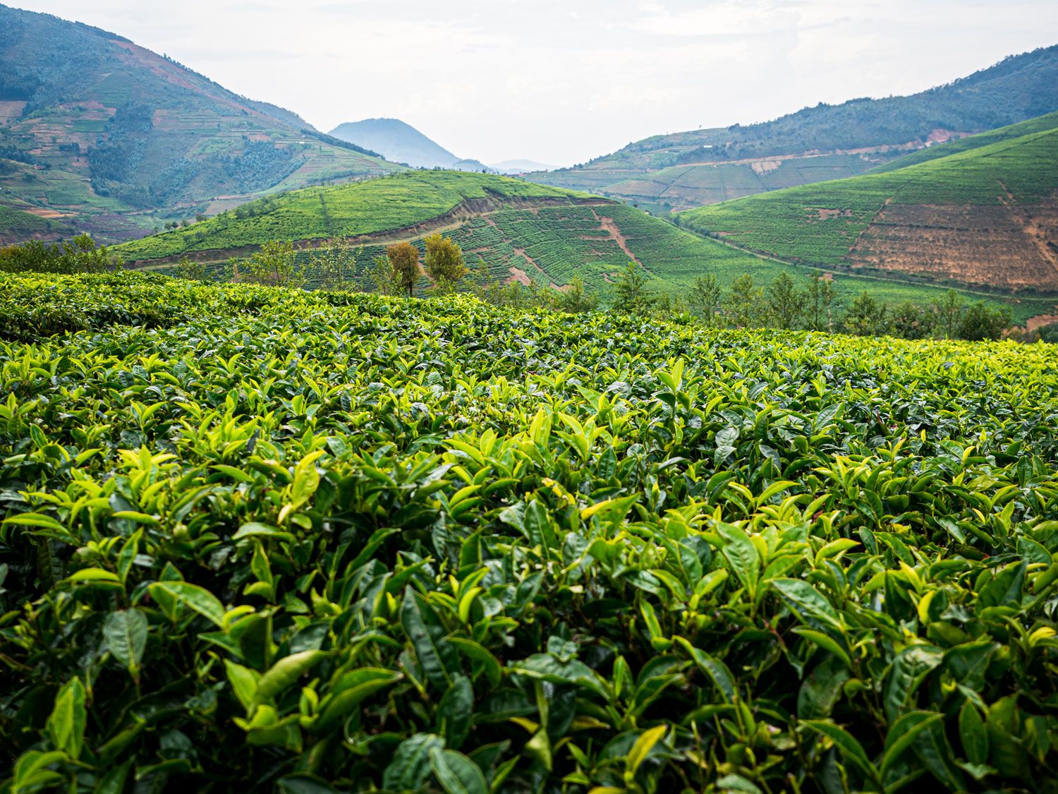 Rwanda Project