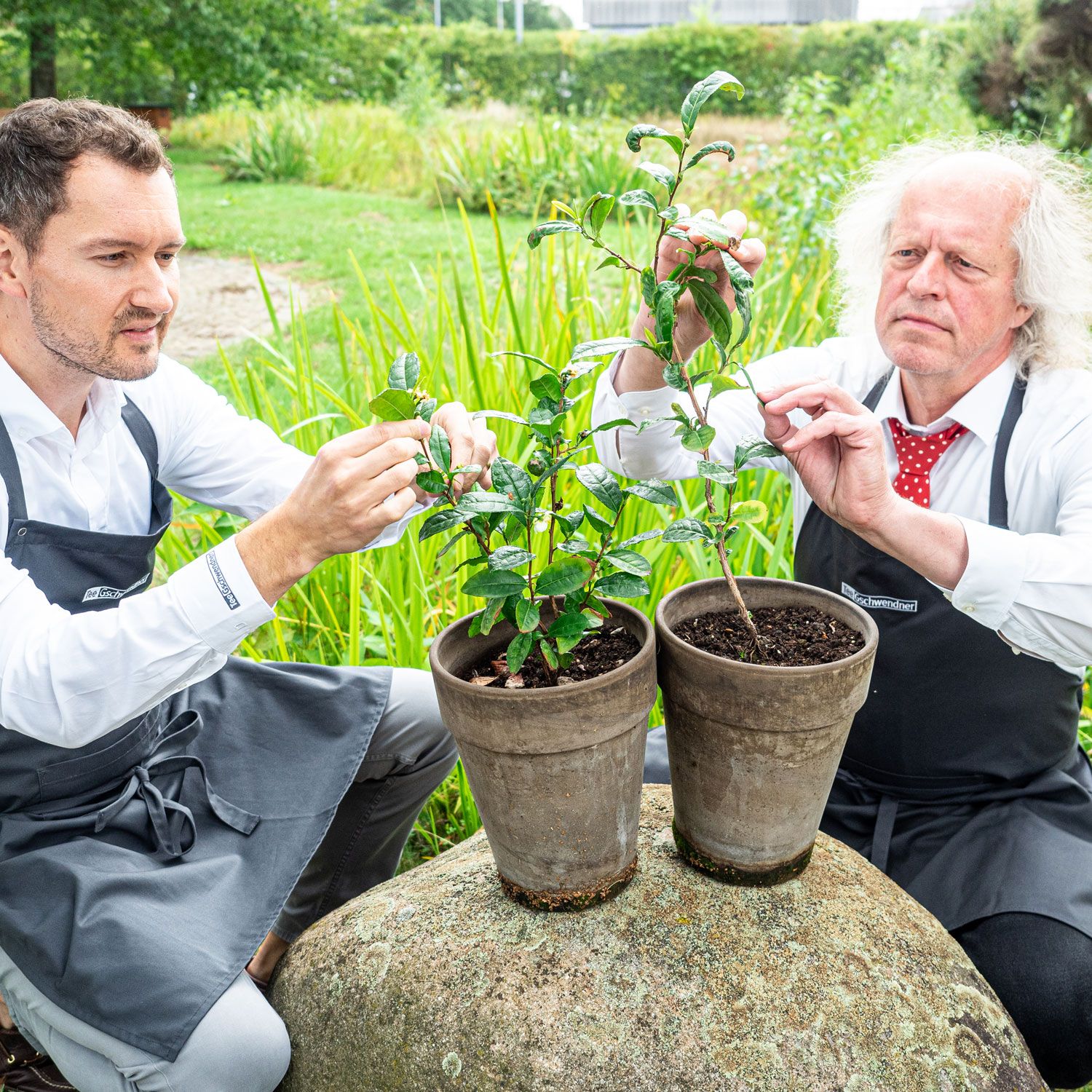 About TeaGschwendner