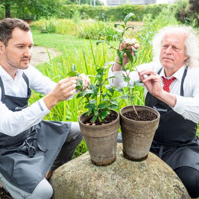 About TeaGschwendner