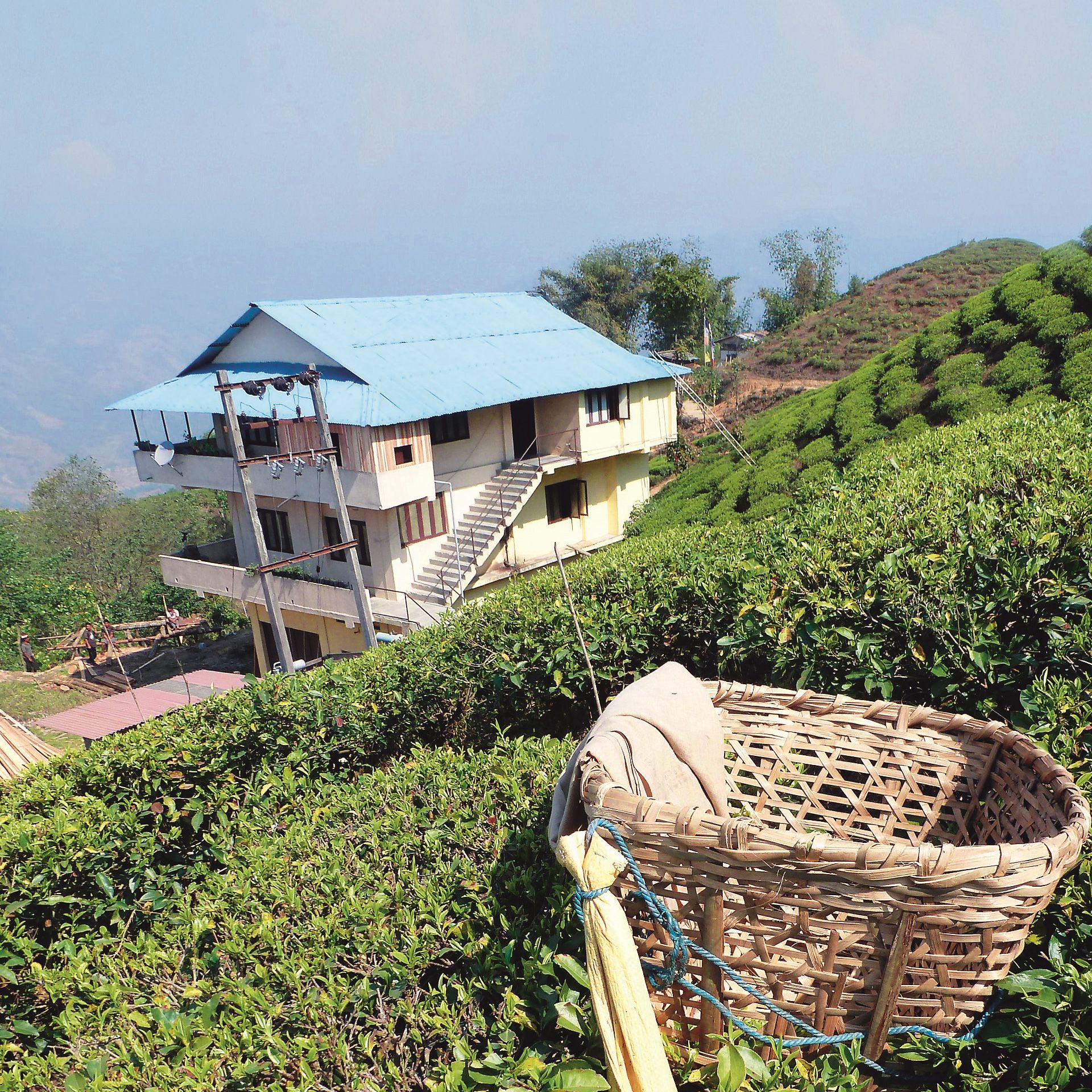 Über Tee