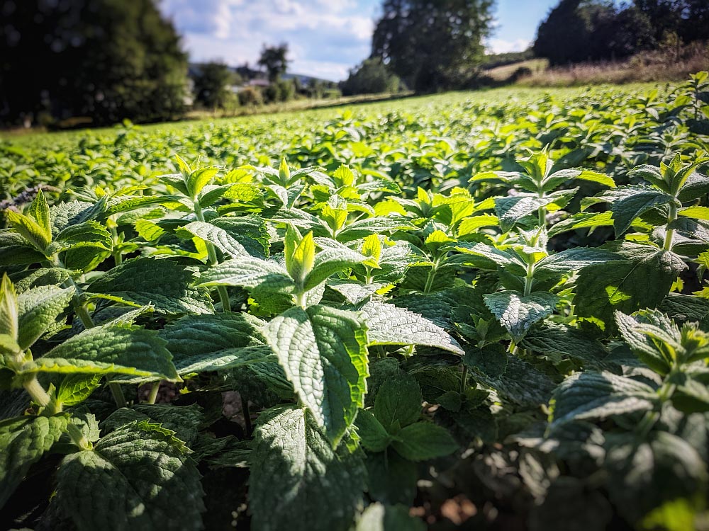 Minze Tee kaufen – Frisch & aromatisch online bestellen