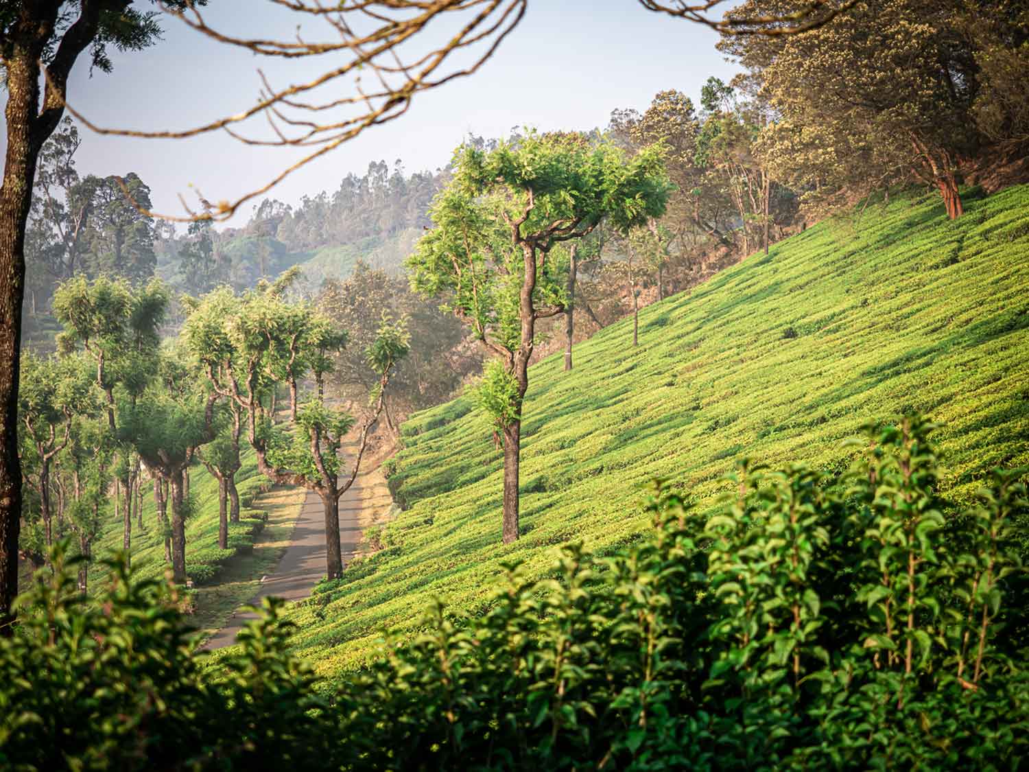 I made your tea - Der Teegarten Korakundah in Südindien